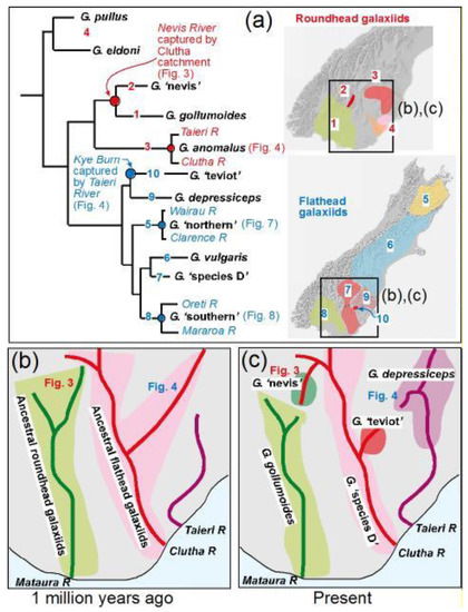 River Capture and Freshwater Biological Evolution: A Review of Galaxiid ...