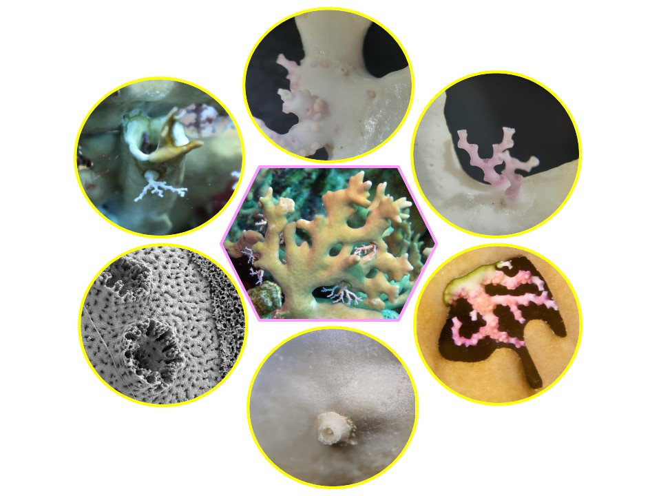 Diversity | Free Full-Text | Widespread Occurrence of a Rarely Known ...