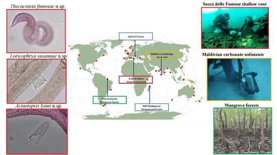 Diversity | Special Issue : Meiofauna Biodiversity and Ecology