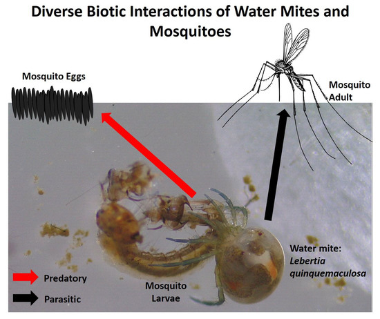 Diversity | Free Full-Text | The Biodiversity of Water Mites That Prey ...