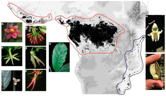 Diversification of African Rainforest Restricted Clades ...