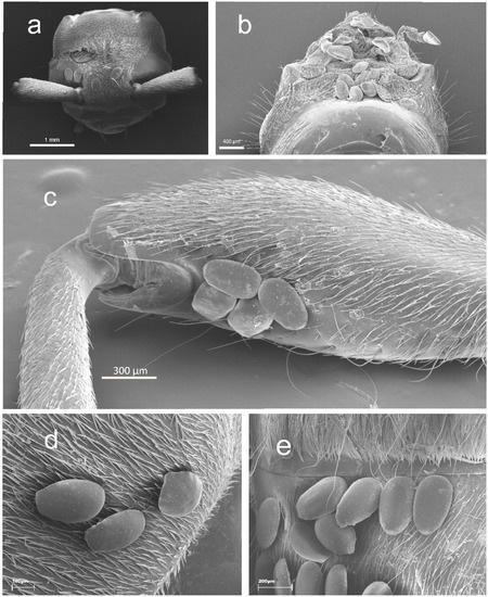 Patterns of Distribution of Phoretic Deutonymphs of Uropodina on ...