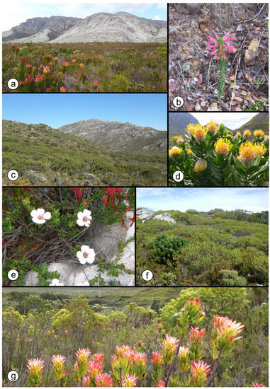 Diversity | Free Full-Text | Microbial Communities in the Fynbos Region ...