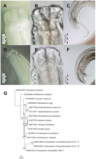 Molecular Diversity of Nematode Parasites in Afrotropical Reed Frogs ...