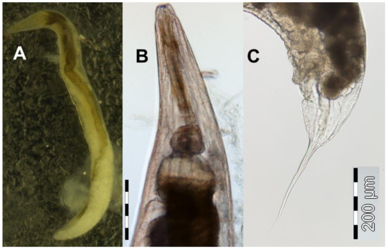 Molecular Diversity of Nematode Parasites in Afrotropical Reed Frogs ...