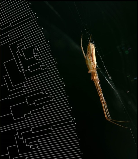 Diversity | Special Issue : Systematics and Evolution of Spiders