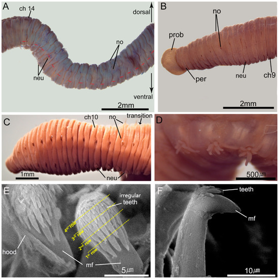 Dasybranchus geojedoensis sp. nov. (Annelida: Capitellidae), a New ...