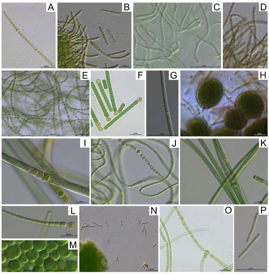 Cyanobacteria Phylogenetic Studies Reveal Evidence for Polyphyletic ...