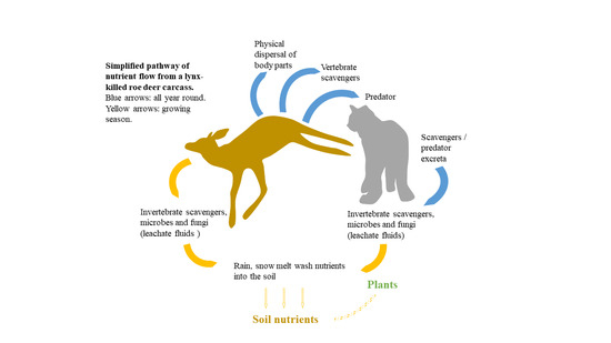 Diversity | Free Full-Text | Lack of Cascading Effects of Eurasian Lynx ...