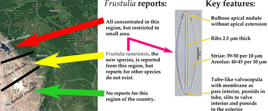 Diversity | Free Full-Text | Frustulia tunariensis sp. nov ...