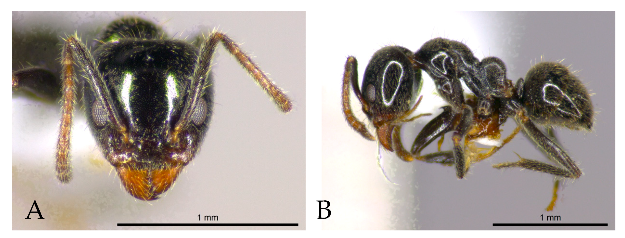 Diversity and Distribution of the Dominant Ant Genus Anonychomyrma ...