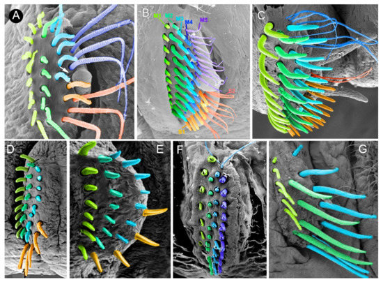 The Early Branching Group of Orbiniida Sensu Struck et al., 2015 ...