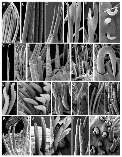 The Early Branching Group of Orbiniida Sensu Struck et al., 2015 ...