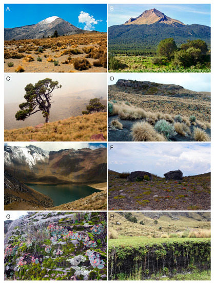 Diversity and Origin of the Central Mexican Alpine Flora