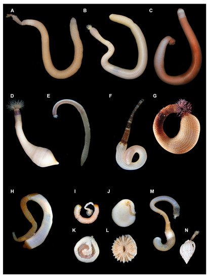 How Many Sipunculan Species Are Hiding in Our Oceans?