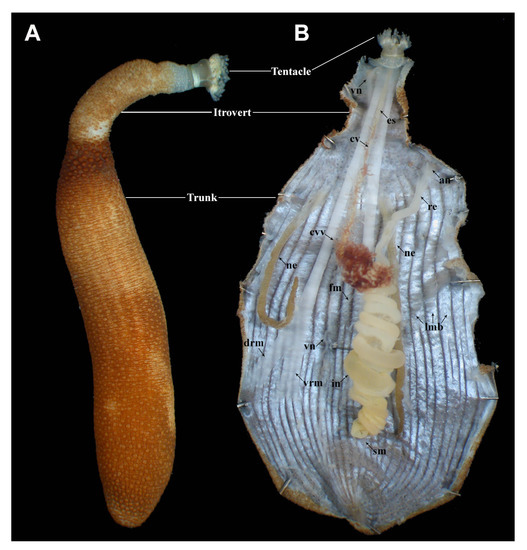 How Many Sipunculan Species Are Hiding in Our Oceans?