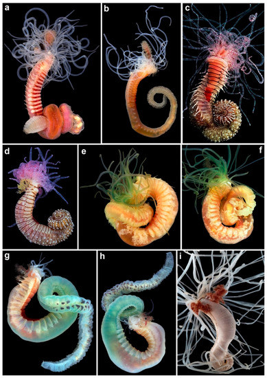 The Terebelliformia-Recent Developments and Future Directions