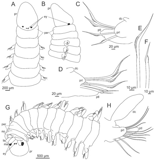 The Current State of Eunicida (Annelida) Systematics and Biodiversity