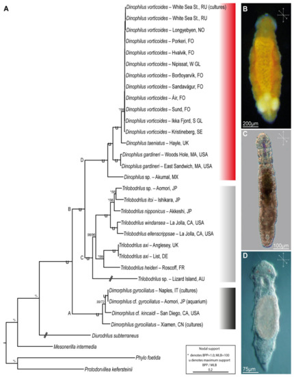 Diversity | Free Full-Text | Interstitial Annelida
