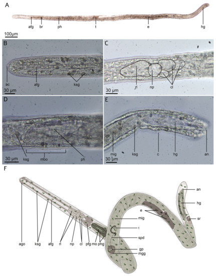Interstitial Annelida