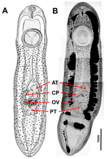 Diversity | Special Issue : Diversity and Ecological Impact of ...