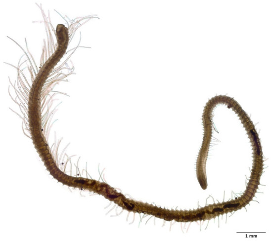 Annelids in Extreme Aquatic Environments: Diversity, Adaptations and ...