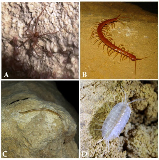 The Chemoautotrophically Based Movile Cave Groundwater Ecosystem, a ...
