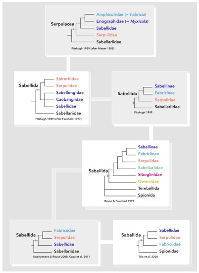 Fanworms: Yesterday, Today and Tomorrow