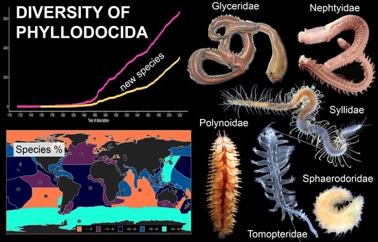 Diversity | Free Full-Text | On the Diversity of Phyllodocida (Annelida ...