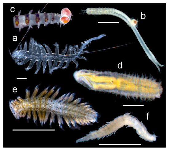 Diversity | Free Full-Text | On the Diversity of Phyllodocida (Annelida ...