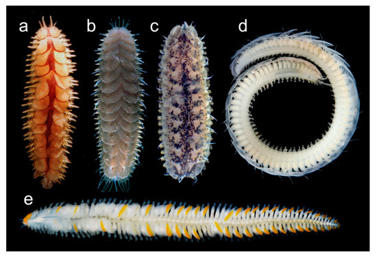 Diversity | Free Full-Text | On the Diversity of Phyllodocida (Annelida ...