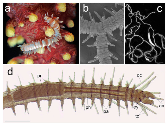 Diversity | Free Full-Text | On the Diversity of Phyllodocida (Annelida ...