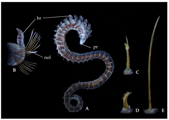 Still Digging: Advances and Perspectives in the Study of the Diversity ...