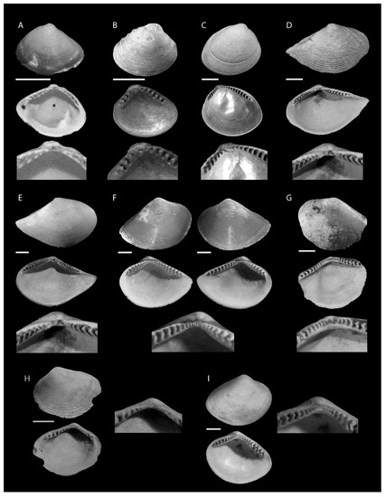 Bivalve Diversity on the Continental Shelf and Deep Sea of the Perdido ...