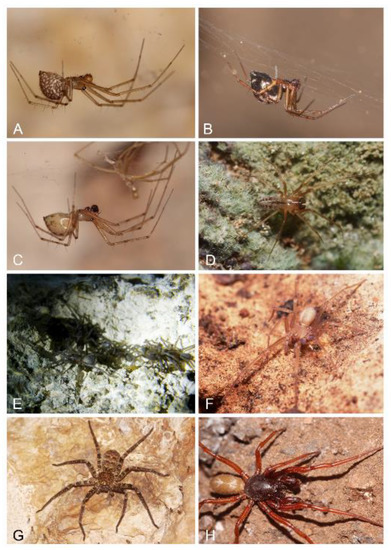 A Primer on Spider Assemblages in Levantine Caves: The Neglected ...