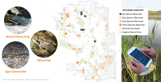 Diversity | Free Full-Text | Advancing Amphibian Conservation through ...