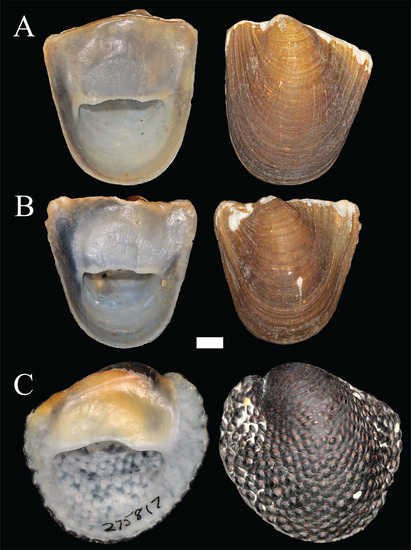 Taxonomy, Conservation, and the Future of Native Aquatic Snails in the ...