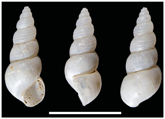 Taxonomy, Conservation, and the Future of Native Aquatic Snails in the ...