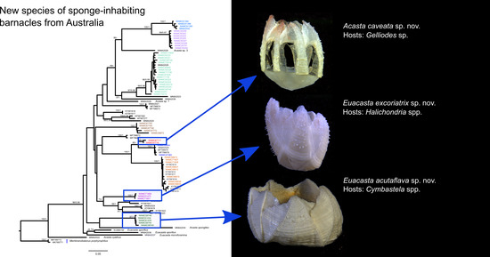 Diversity | Free Full-Text | New Species and New Records of Sponge ...