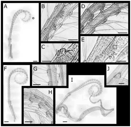 New Species and New Records of Sponge-Inhabiting Barnacles (Cirripedia ...