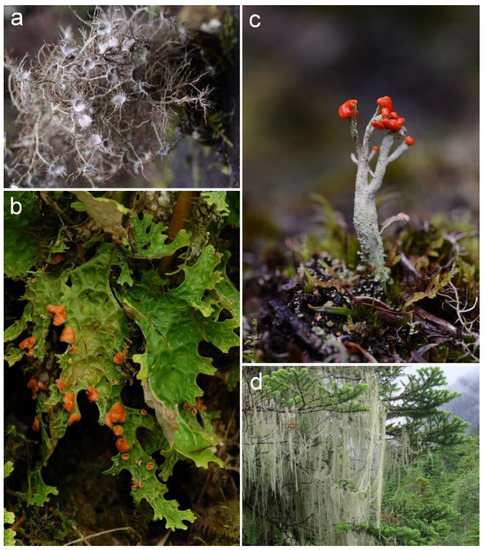 Ethnolichenology—The Use of Lichens in the Himalayas and Southwestern ...