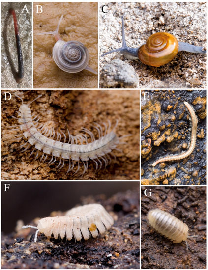 Diversity | Special Issue : Hotspots of Subterranean Biodiversity