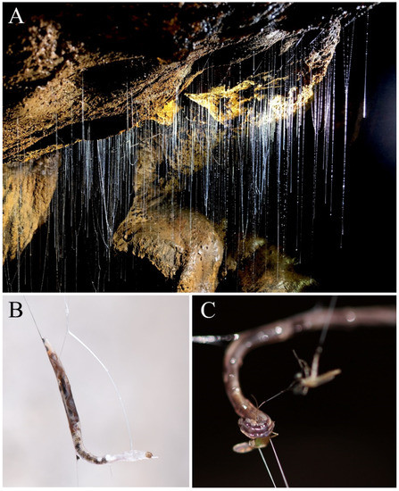Ganxiao Dong: A Hotspot of Cave Biodiversity in Northern Guangxi, China