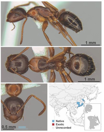 Diversity | Free Full-Text | High Diversity in Urban Areas: How ...