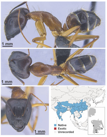 Diversity | Special Issue : Diversity, Biogeography and Community ...