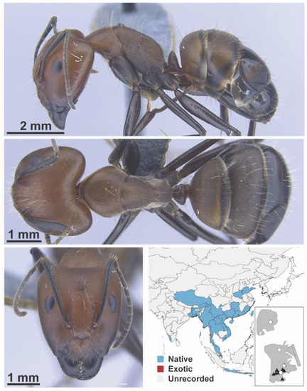 Diversity | Special Issue : Diversity, Biogeography and Community ...