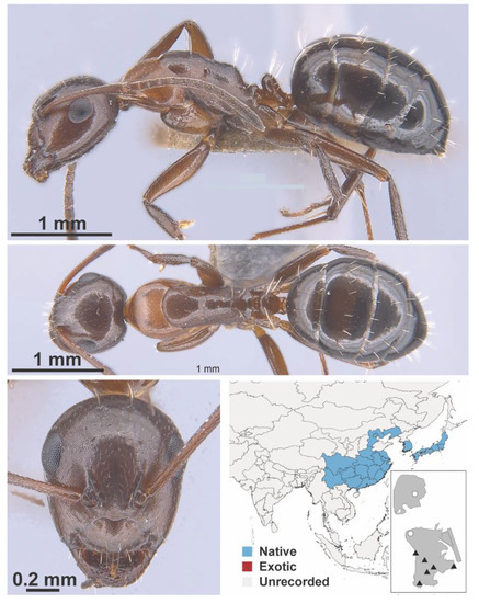 Diversity | Special Issue : Diversity, Biogeography and Community ...