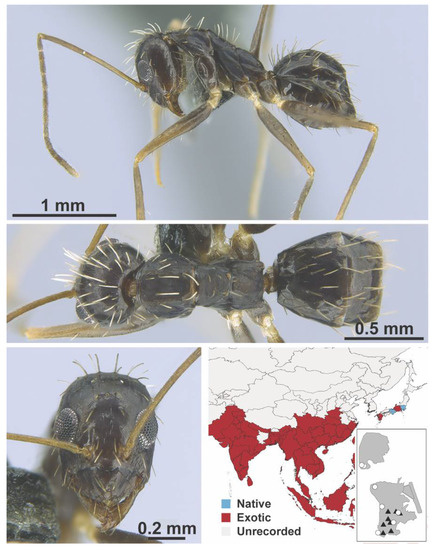 Diversity | Special Issue : Diversity, Biogeography and Community ...