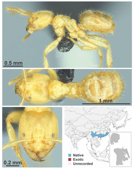 Diversity | Free Full-Text | High Diversity in Urban Areas: How ...