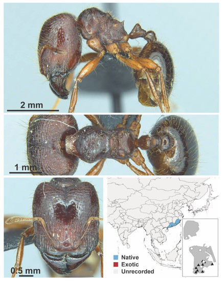Diversity | Special Issue : Diversity, Biogeography and Community ...